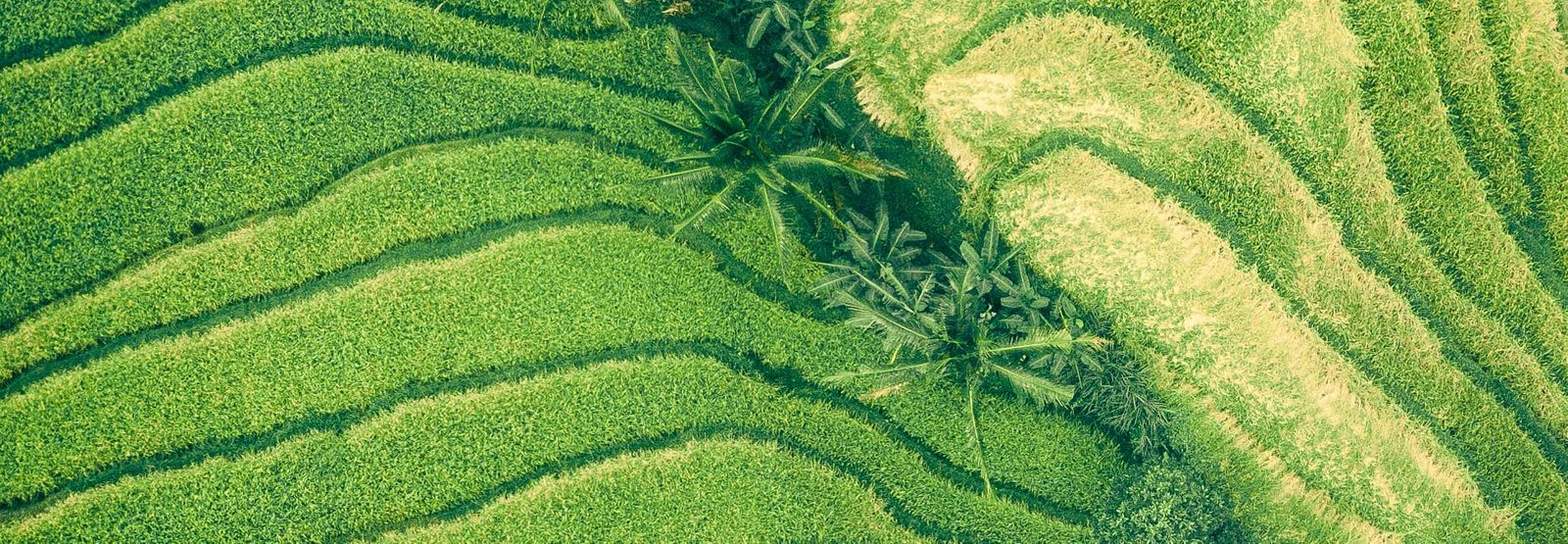 Sustainable Sourcing - Definition, Examples, Benefits & Best Practices